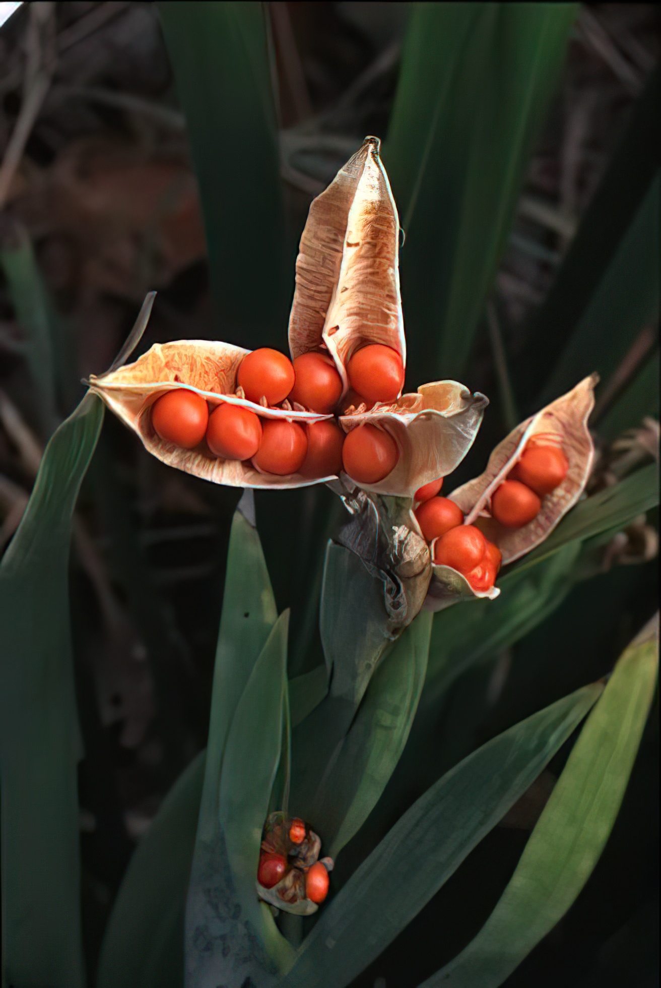 Stinking Iris – EAST LONDON NATURE
